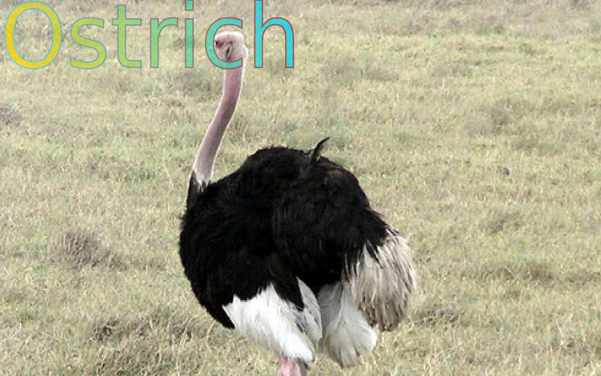 Wild Animals - App on the Amazon Appstore