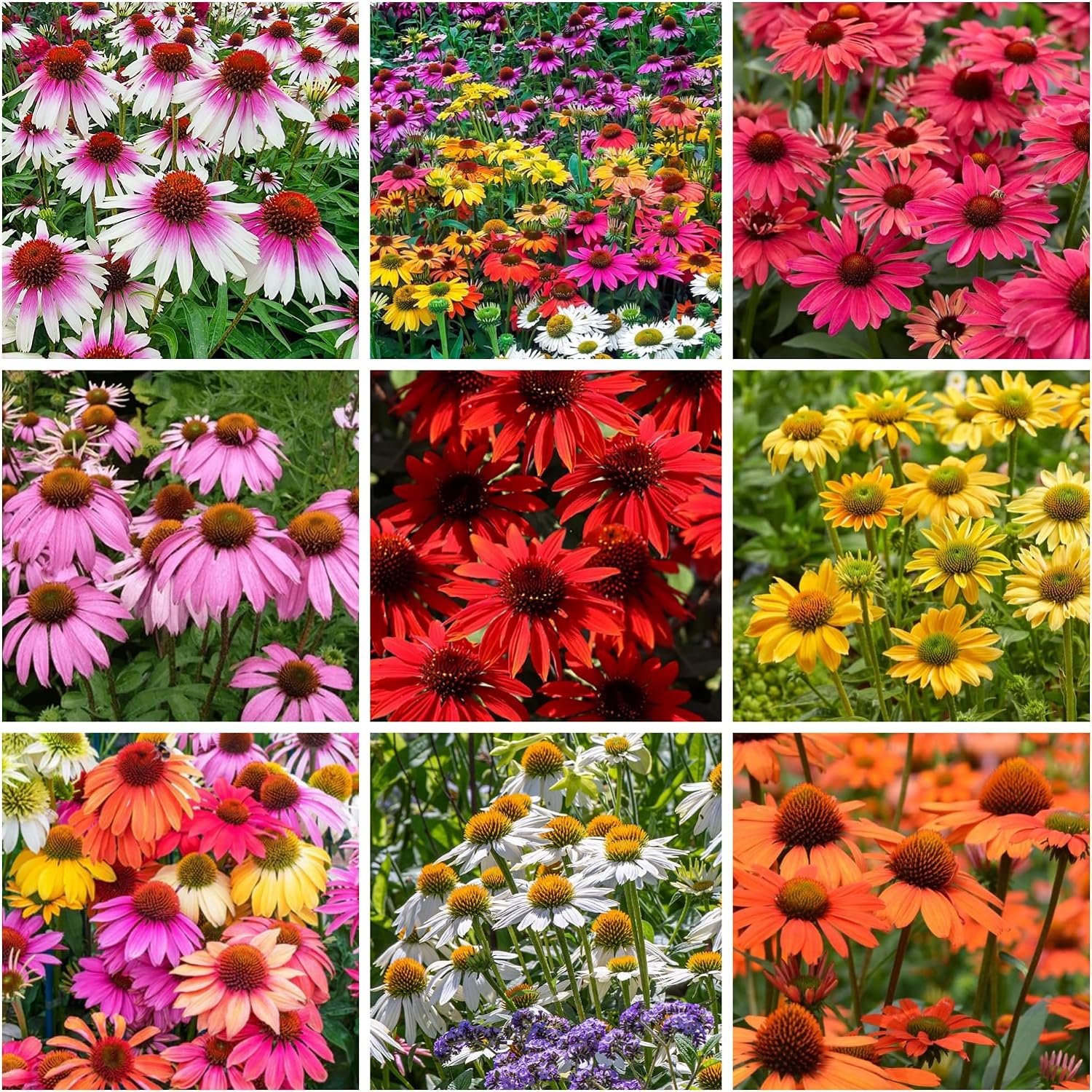 Amazon.com : 400+ Exotic Mix Color Coneflower Flower Seeds Echinacea ...