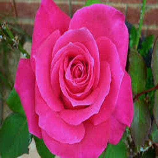 Pink Roses - App on Amazon Appstore