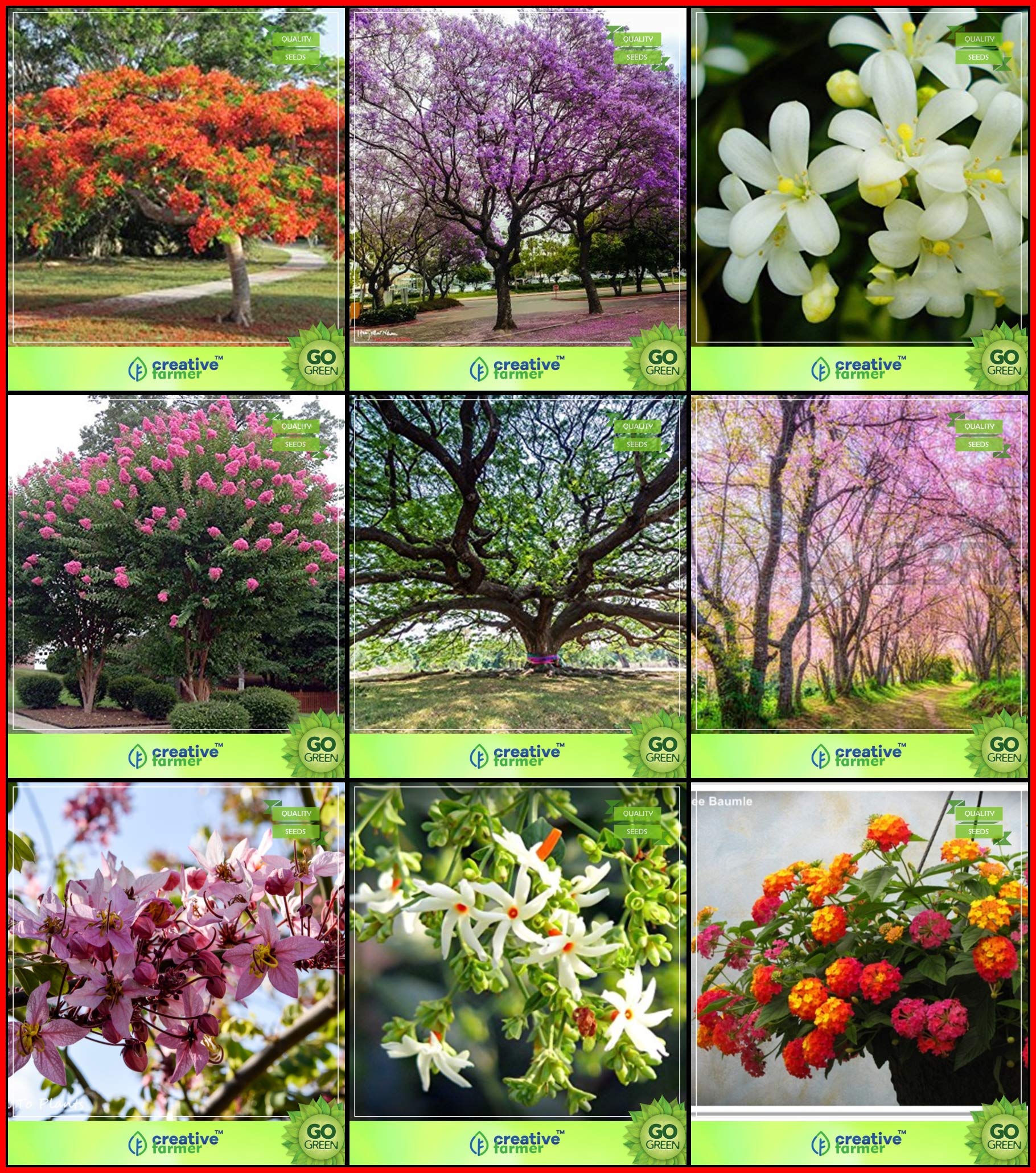 Buy Creative Farmer Combo Tree : Blue Jacaranda, Flame Tree, Kamini ...