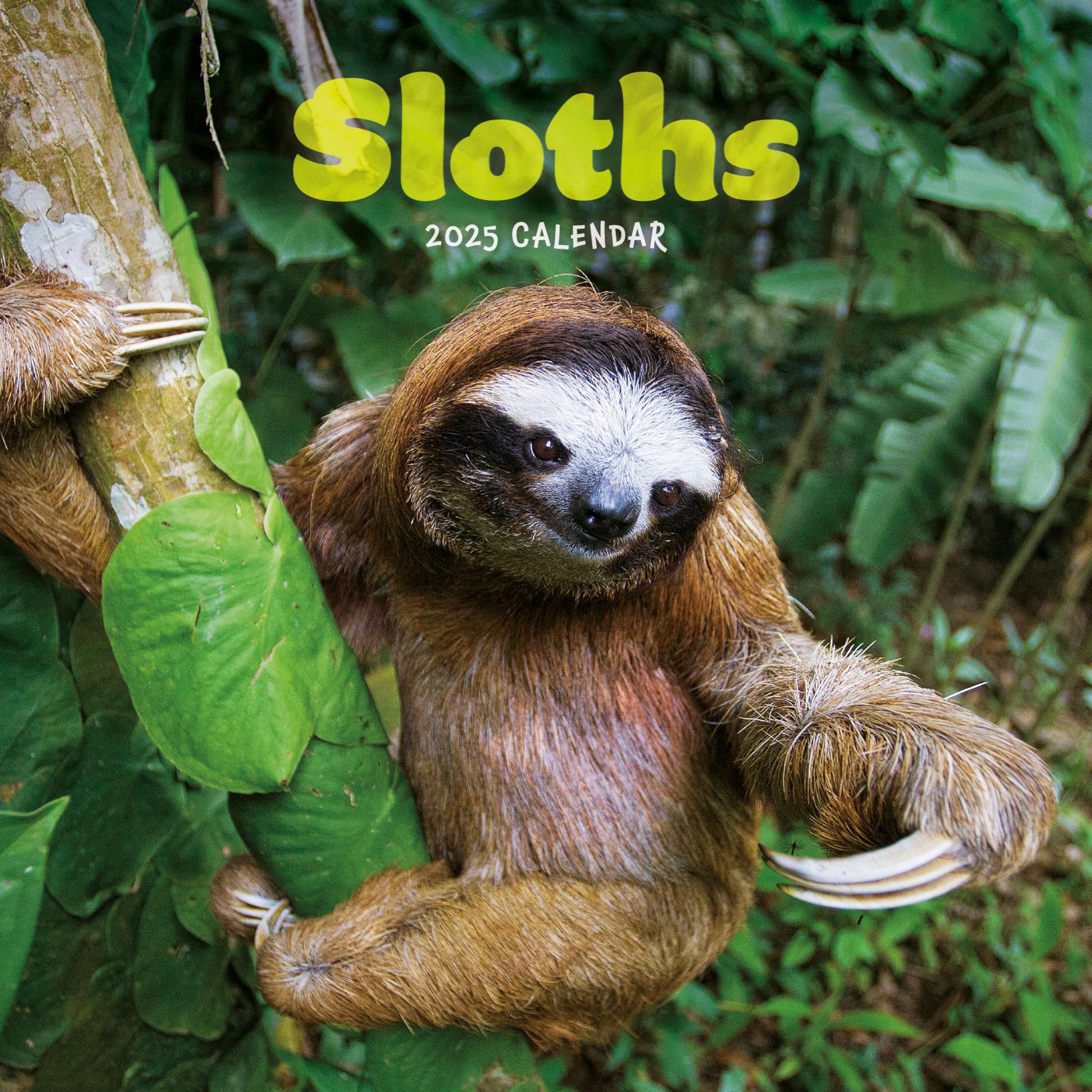 2025 Sloths Mini calendar: Plastic Free Packaging: Calendars, Carousel ...