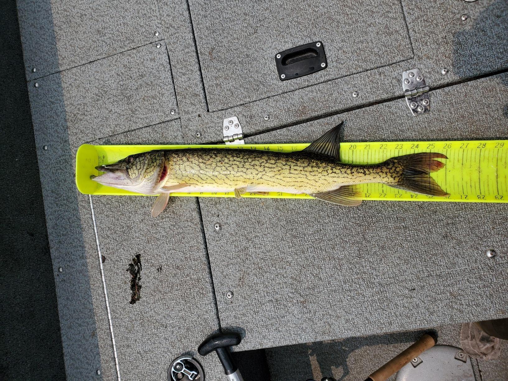 Fishing for Chain Pickerel: Bruce jr, Joe: 9781798747056: Amazon.com: Books