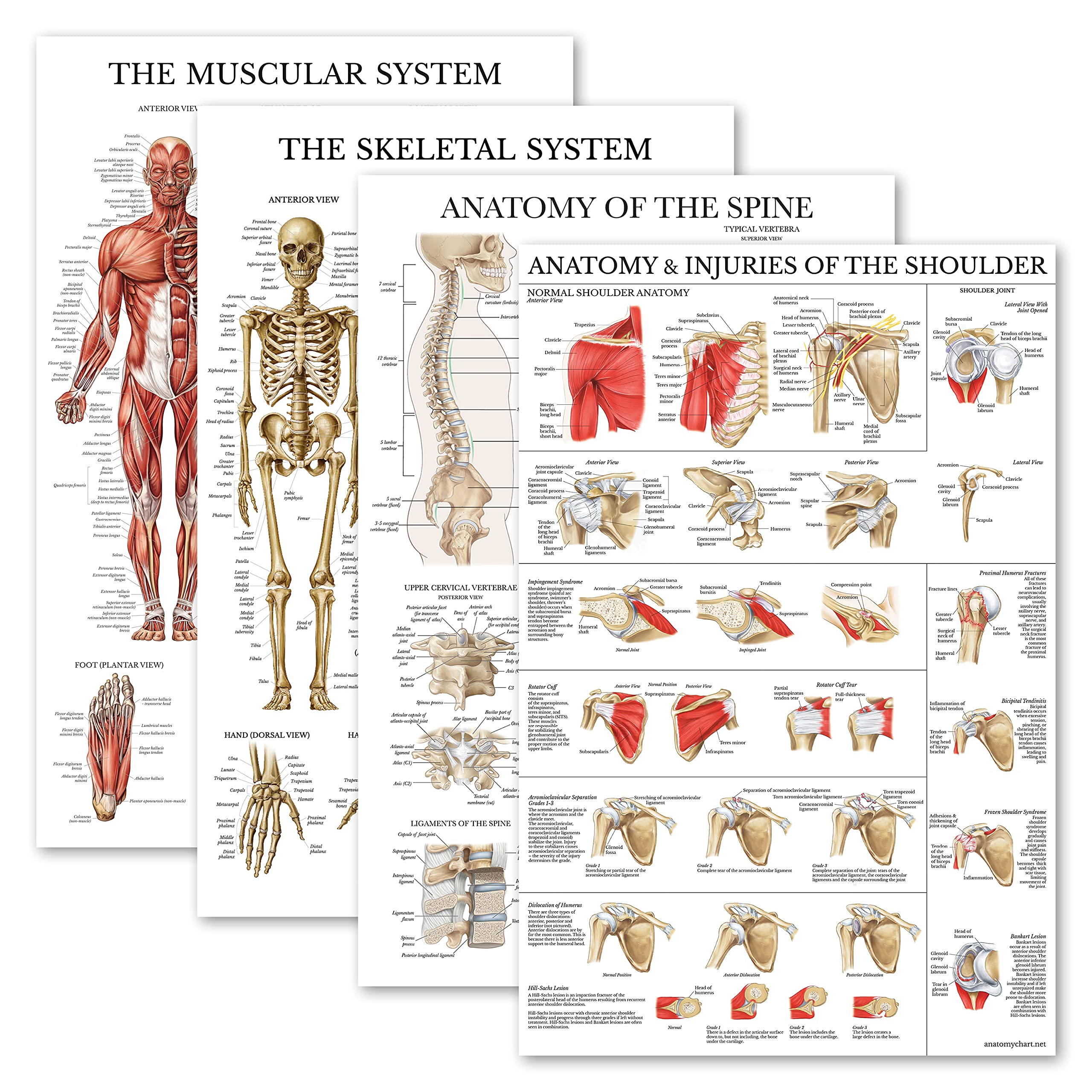 Anatomy Of The Spine