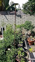 Amazon.com : Gardener's Supply Company Hi-Rise Lifetime Sprinkler (60 ...