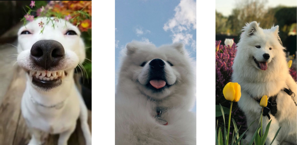 Funny Dog Picture Wallpaperwallpaper