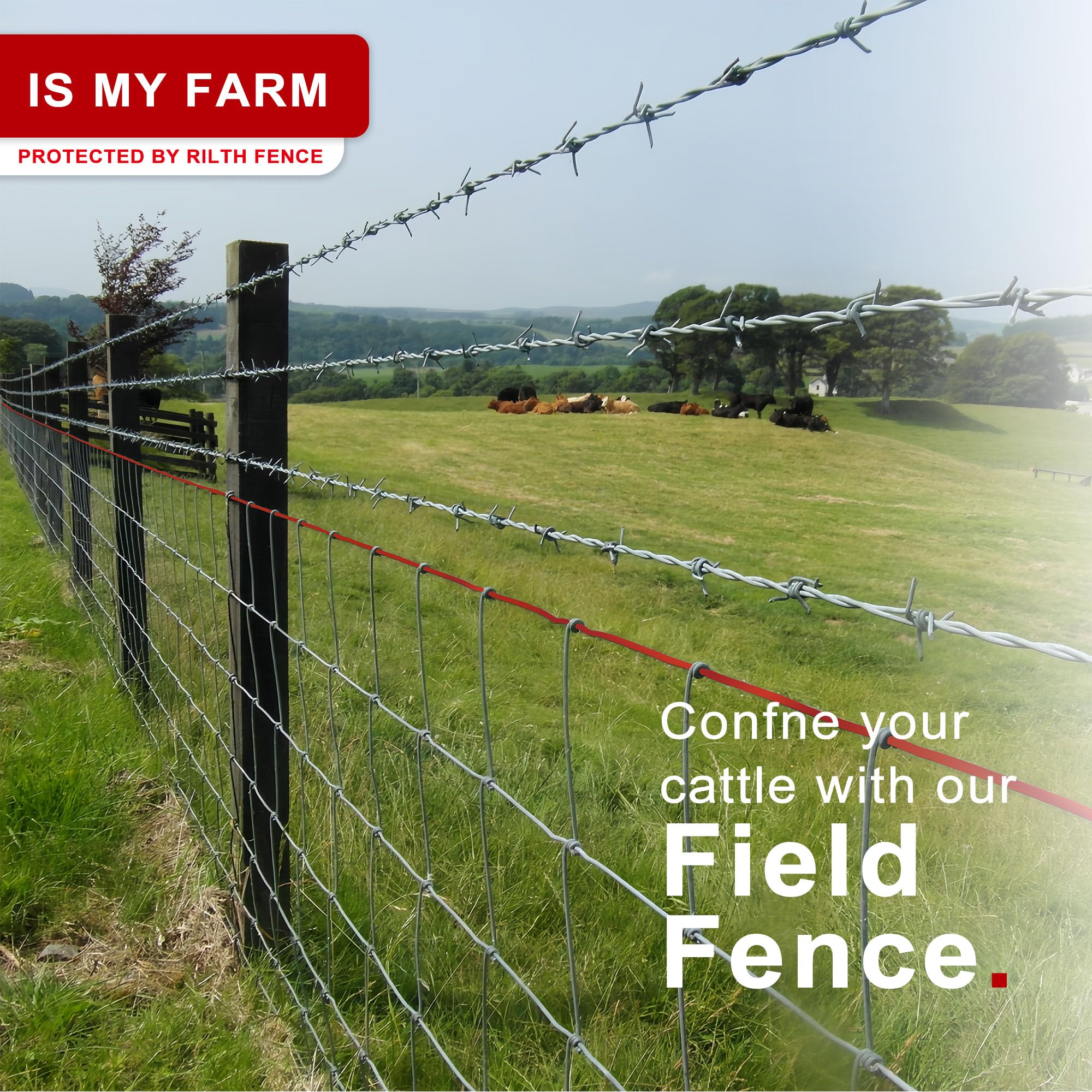 Barbed Wire Cattle Ranch