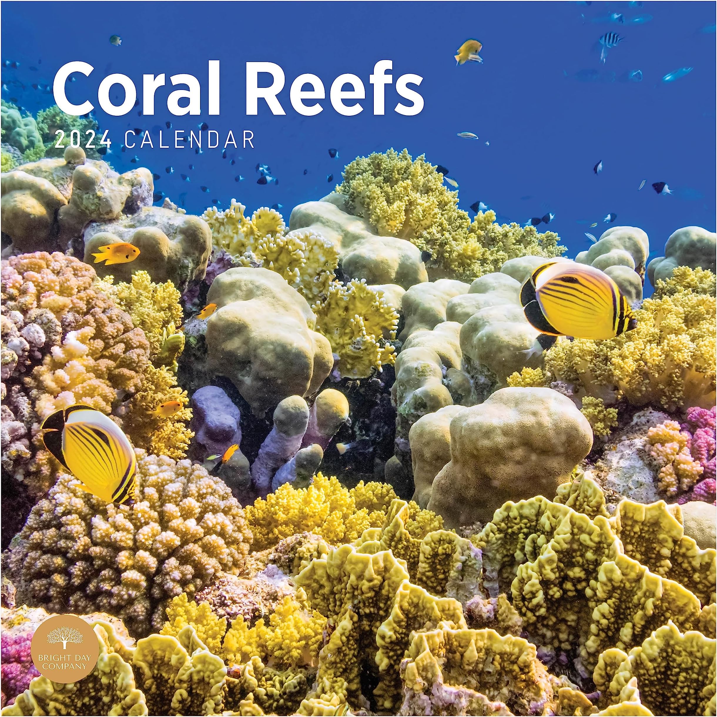 Amazon.com: 2024 Sharks Wall Calendar by Red Robin, 12 x 12 : Office ...