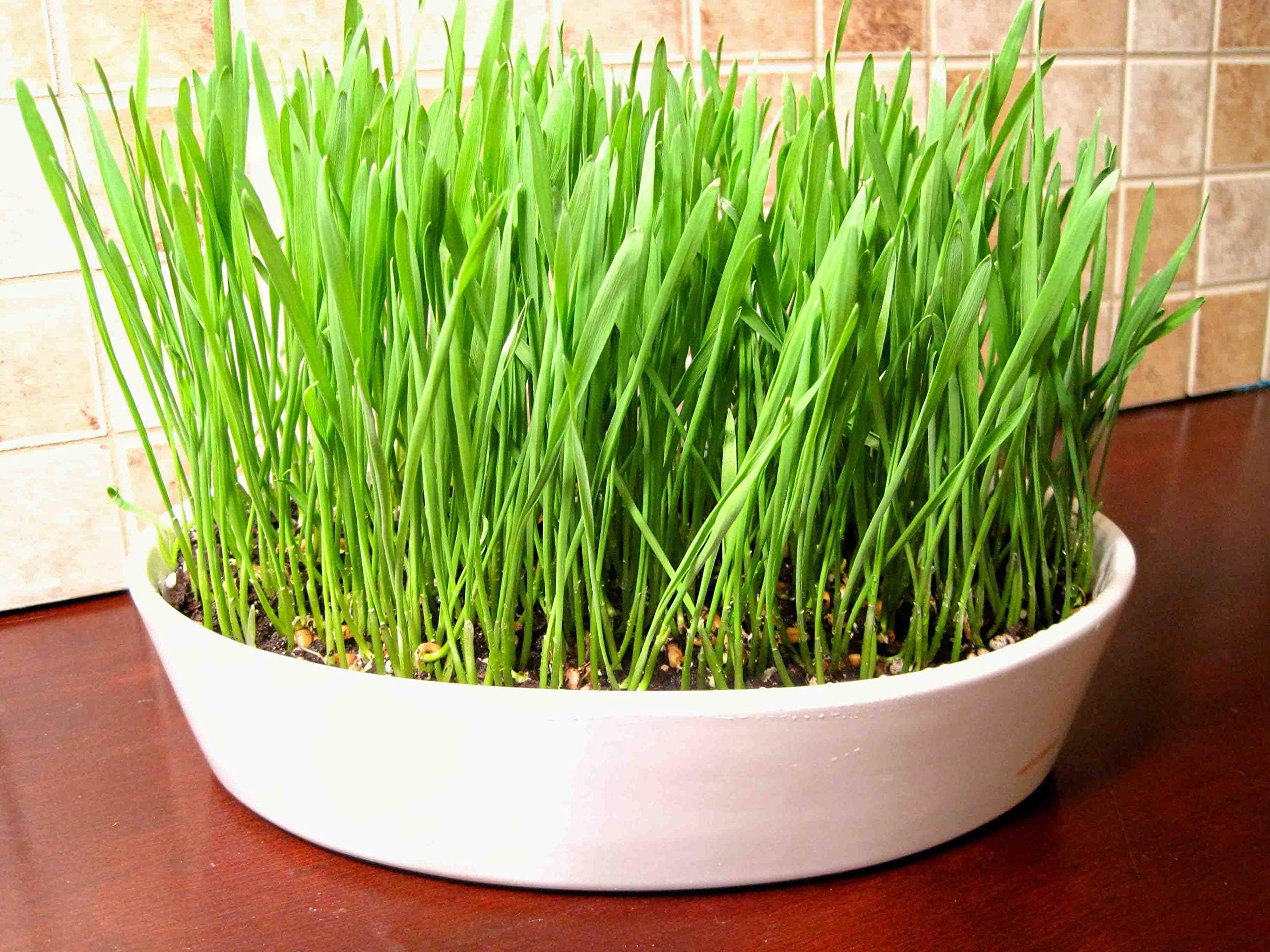 Creative Farmer Vegetable Seeds Cat Grass Wheat Grass Triticum Aestivum ...
