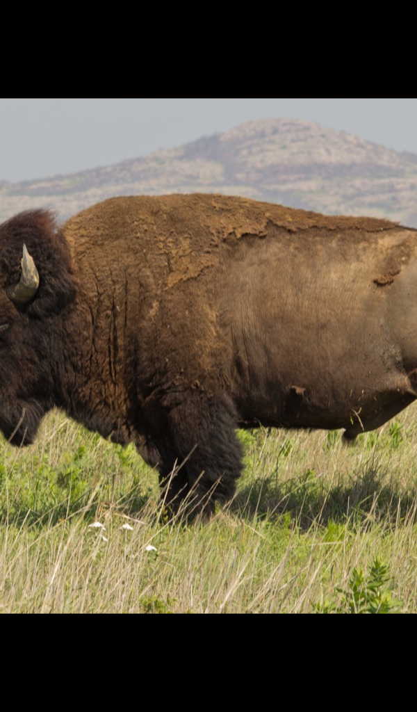 Buffalo Wallpaper -- HD Wallpapers of Buffalo! - App on the Amazon Appstore