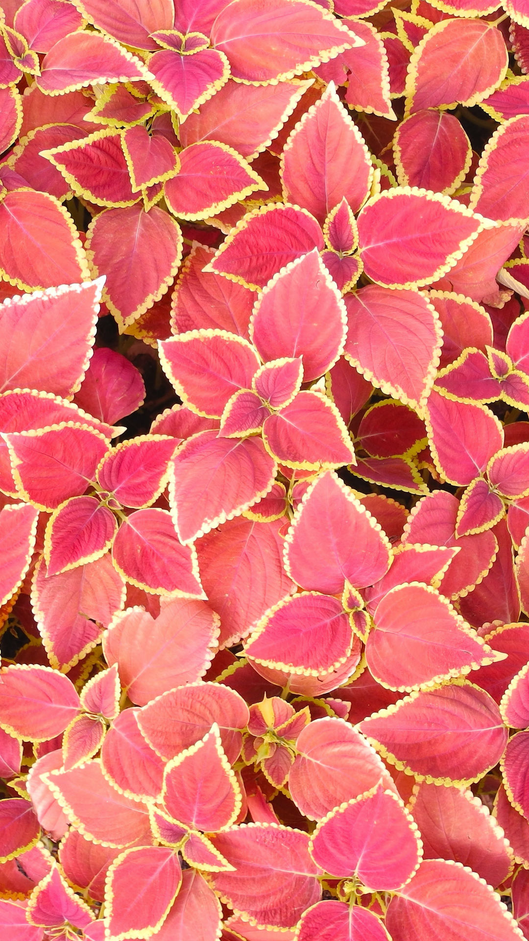 Aplicación Naturaleza. Gratis fondos de pantalla HD en Amazon Appstore