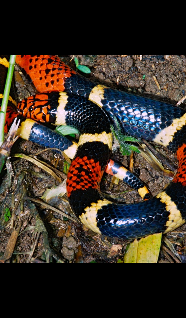 Coral Snake Wallpaper -- HD Wallpapers of Coral Snakes! - App on Amazon ...