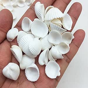 Amazon.com: PEPPERLONELY Small White Clam Rose Sea Shells, 8 OZ, 1/3 ...