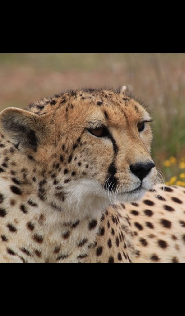 Cheetah Wallpaper -- HD Wallpapers of Cheetah! - App on Amazon Appstore