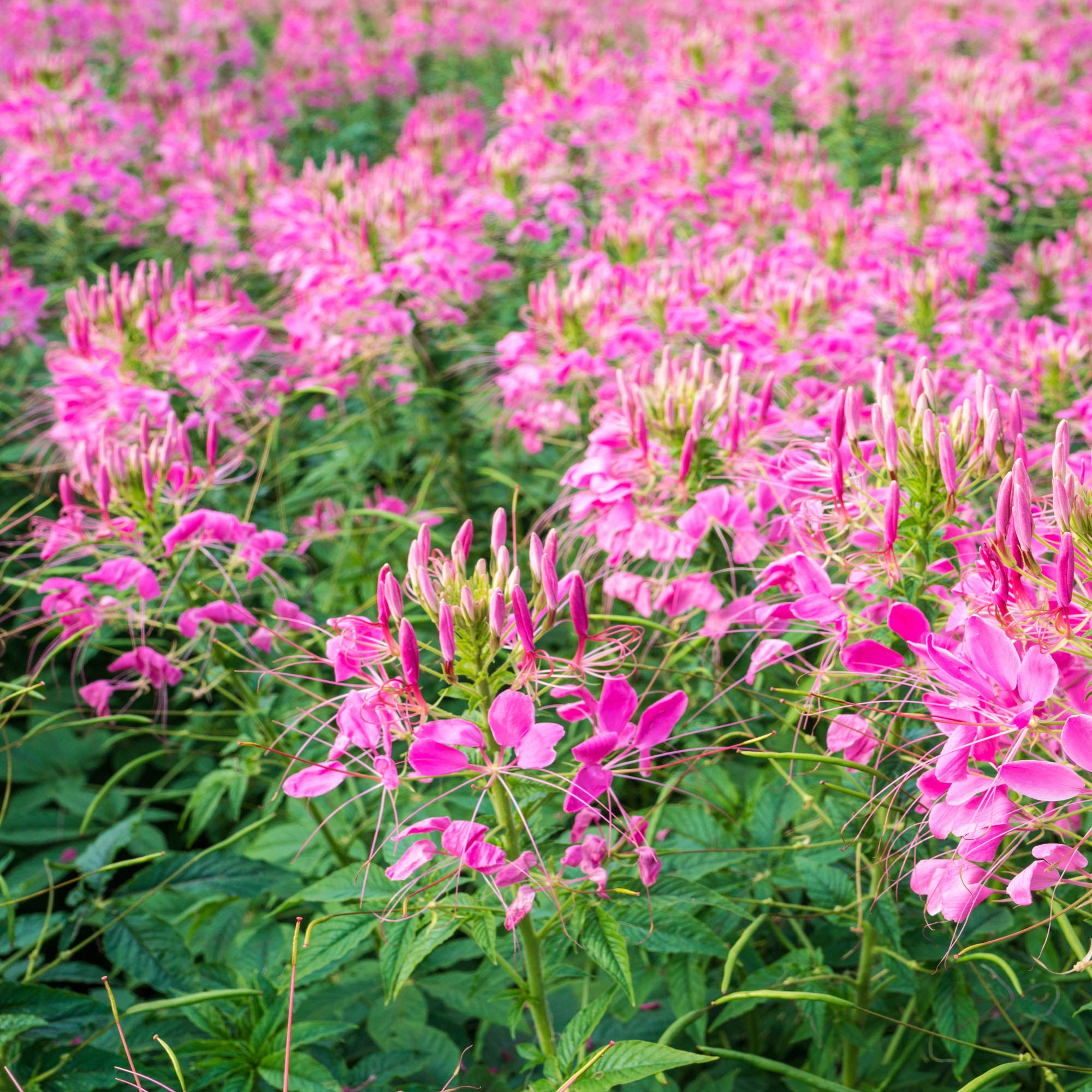 Amazon.com : Outsidepride 1000 Seeds Annual Pink Cleome Spider Flower ...