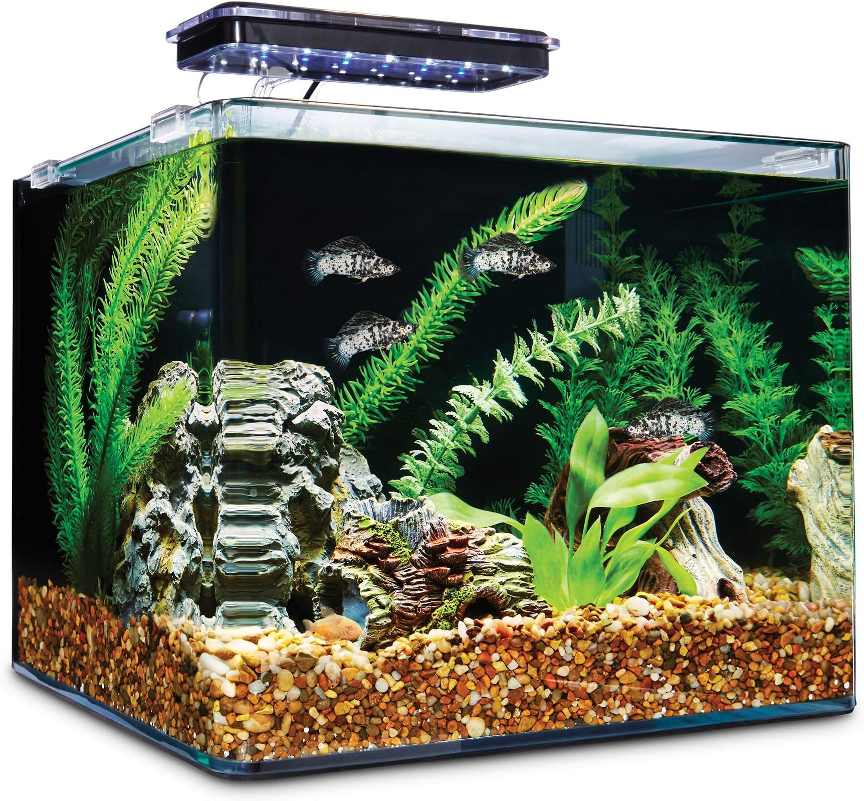 Amazon.com : Fluval Chi Aquarium Kit, 6.6-Gallon : Aquarium Filter ...