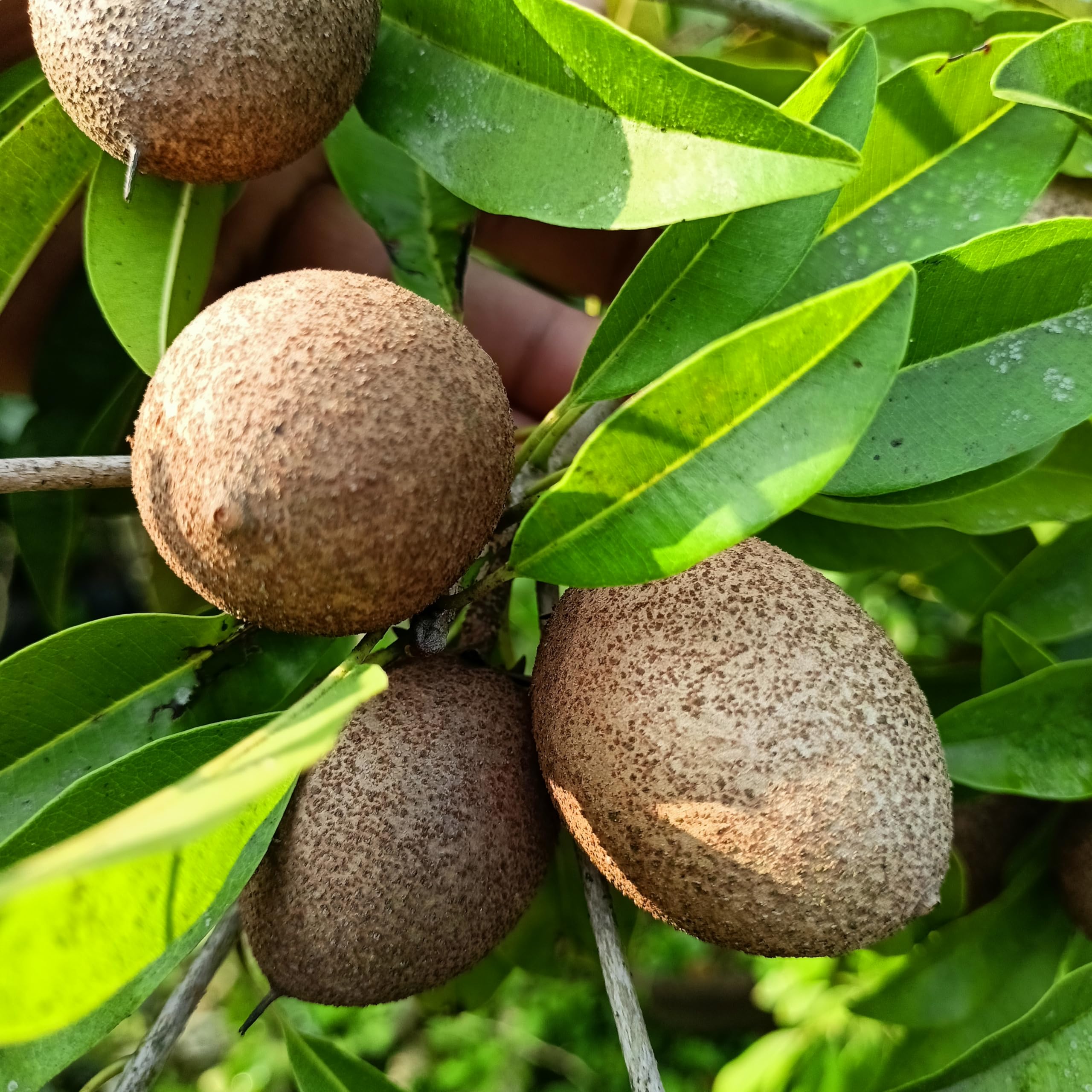 Online plant bazar All Time Kalapatti Sapota Chiku Sapodilla Naseberry ...