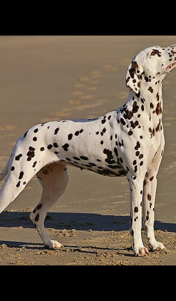Cute Dalmation Wallpaper -- HD Wallpapers of Cute Dalmations! - App on ...