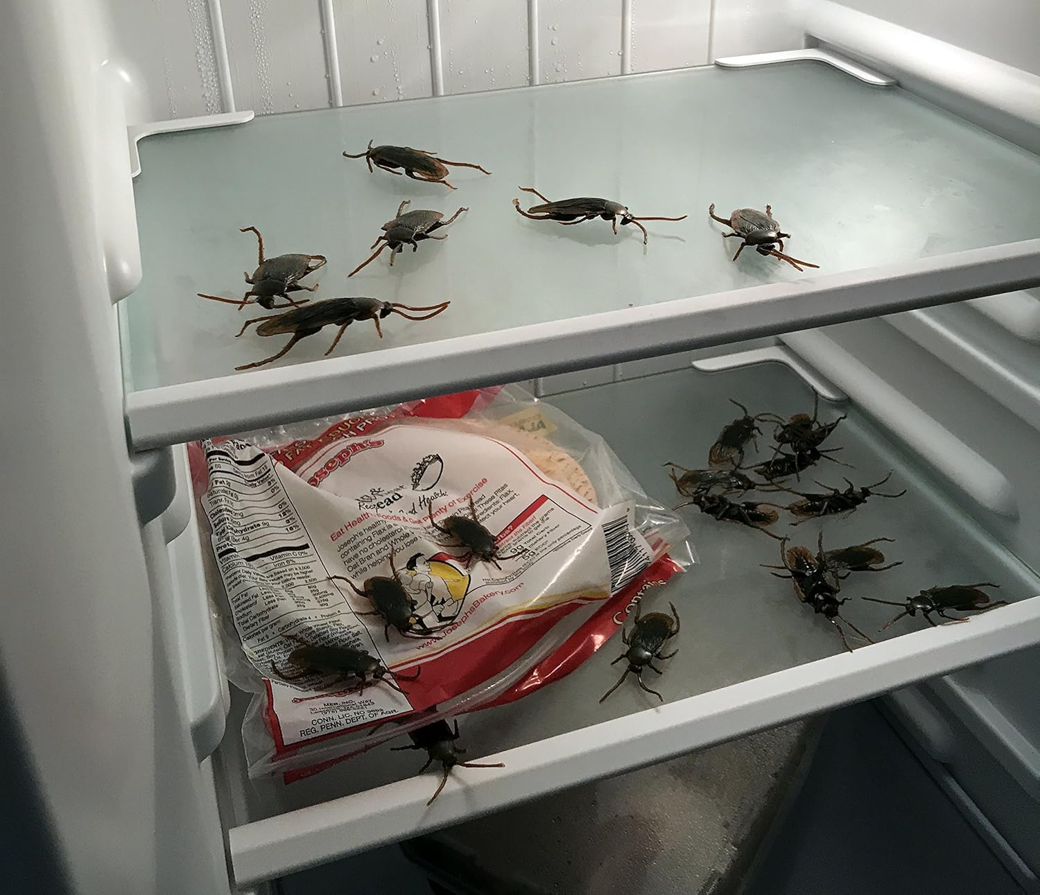 Realistic Fake Cockroaches - Bulk Pack of 144 for Philippines | Ubuy