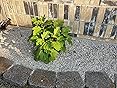 Amazon.com : Ruby Slippers OAKLEAF Hydrangea Shrub : Patio, Lawn & Garden