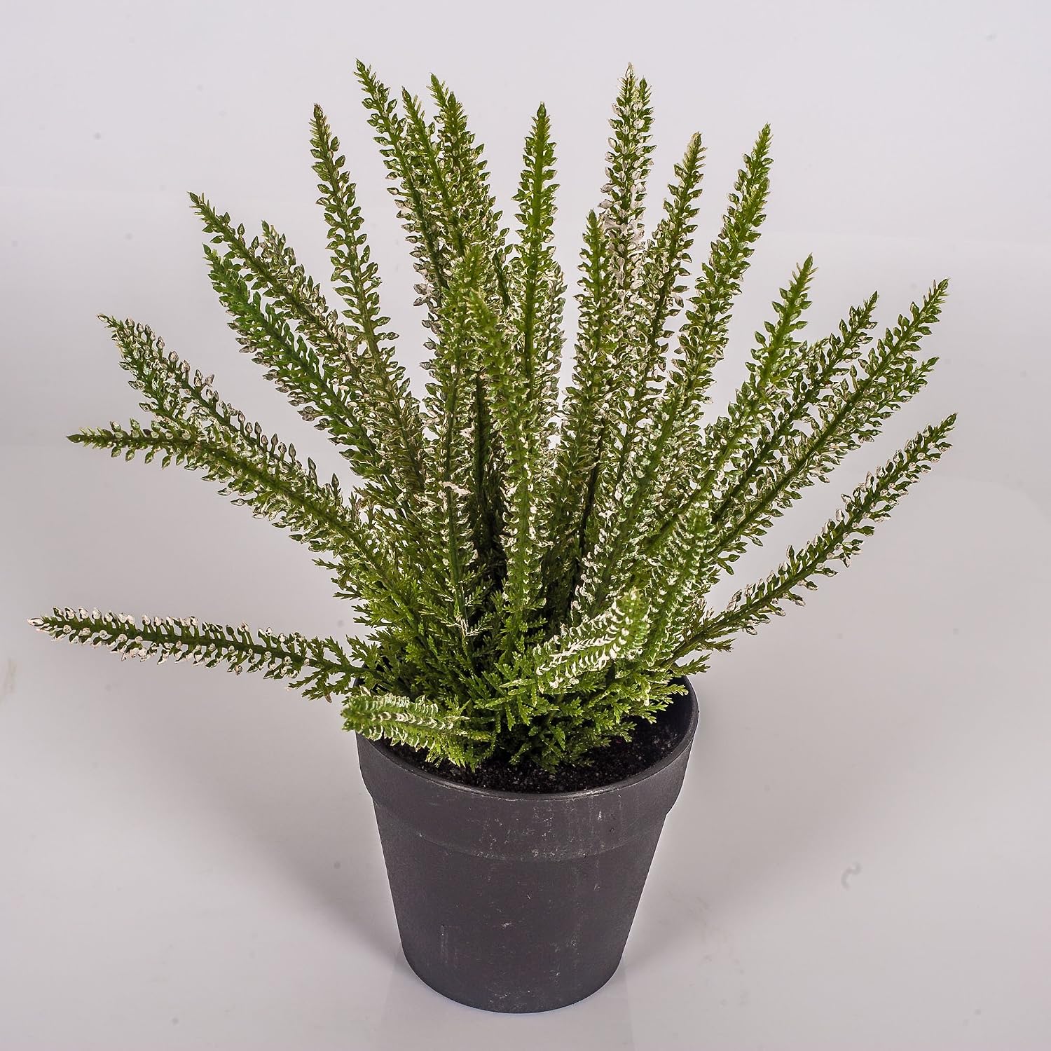 Amazon.com: Artificial Heather plant potted, white, 11"" / 28 cm, Ã˜ 8 ...