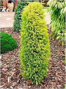 GrowOn Shrubs [x2] Dwarf Conifer Juniperus Communis 'Gold Cone ...