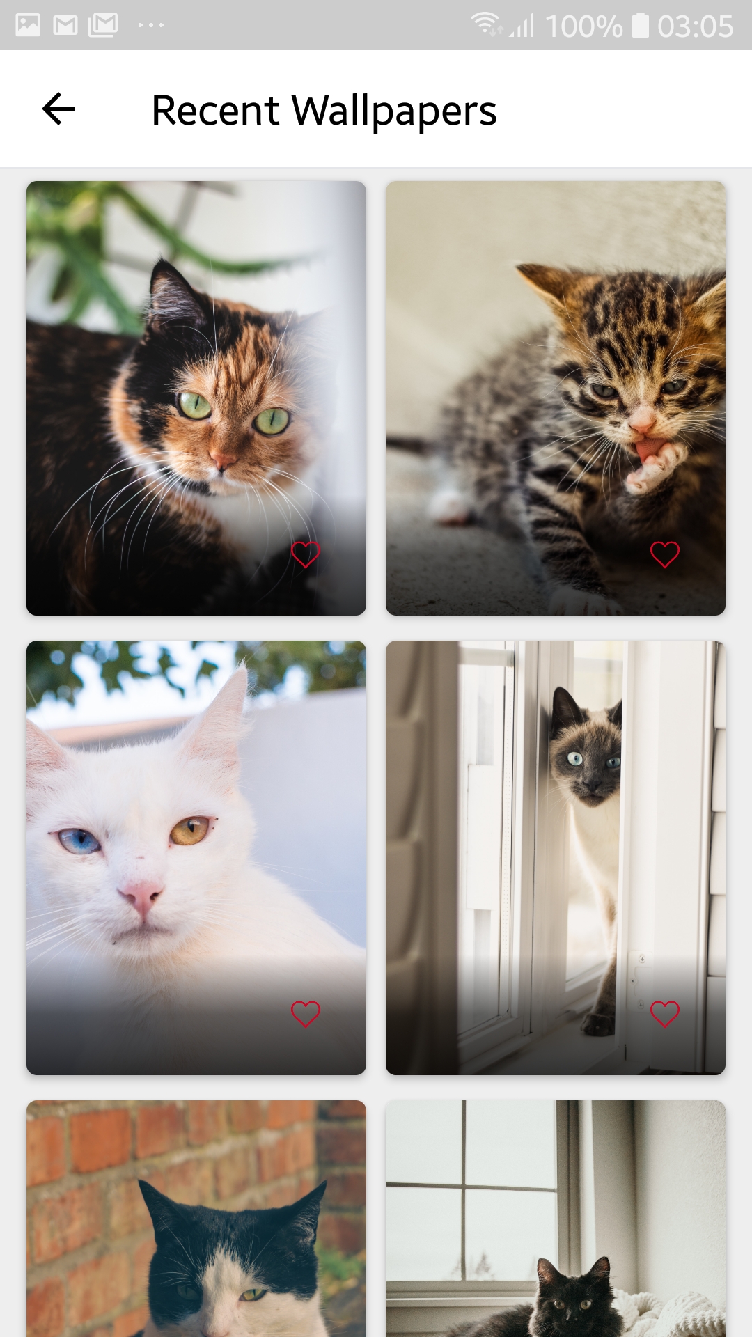 Cute Cat HD wallpapers - App on Amazon Appstore