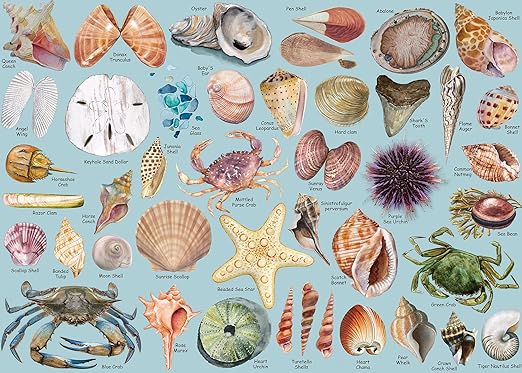 Amazon.com: Sea Shells Puzzles for Adults 1000 Pieces, Beach Puzzle ...