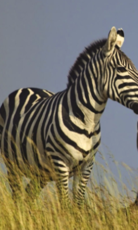 Adorable Zebra Wallpapers Very Cute Zebra