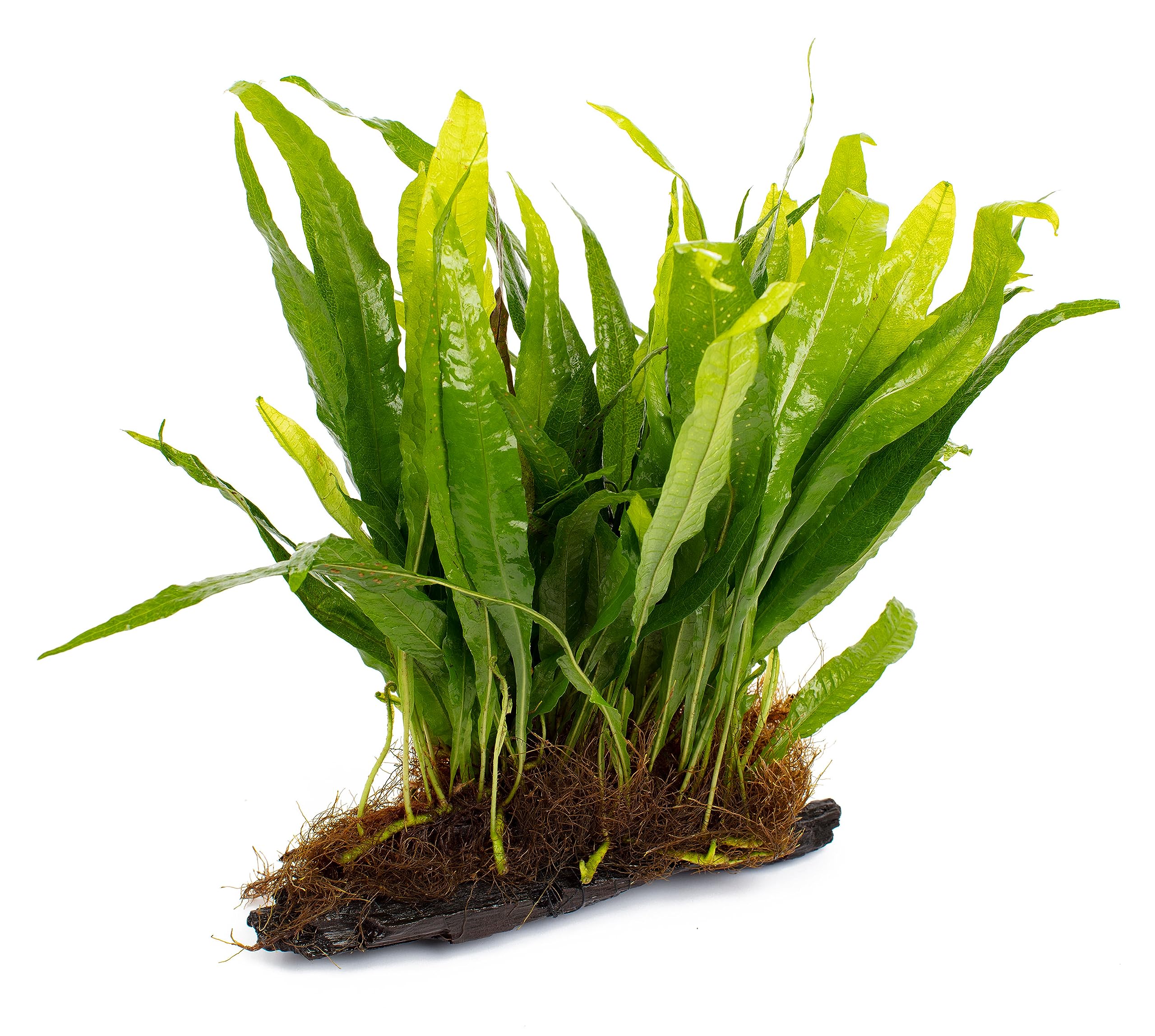 Lincolnshire Pond Plants Ltd - Bogwood, Rocks and PadsTropical Live ...