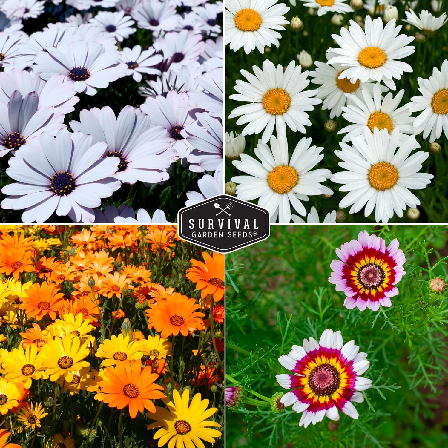 Daisy Seed Collection for Planting – 4 Packets – African Flake, Cape ...