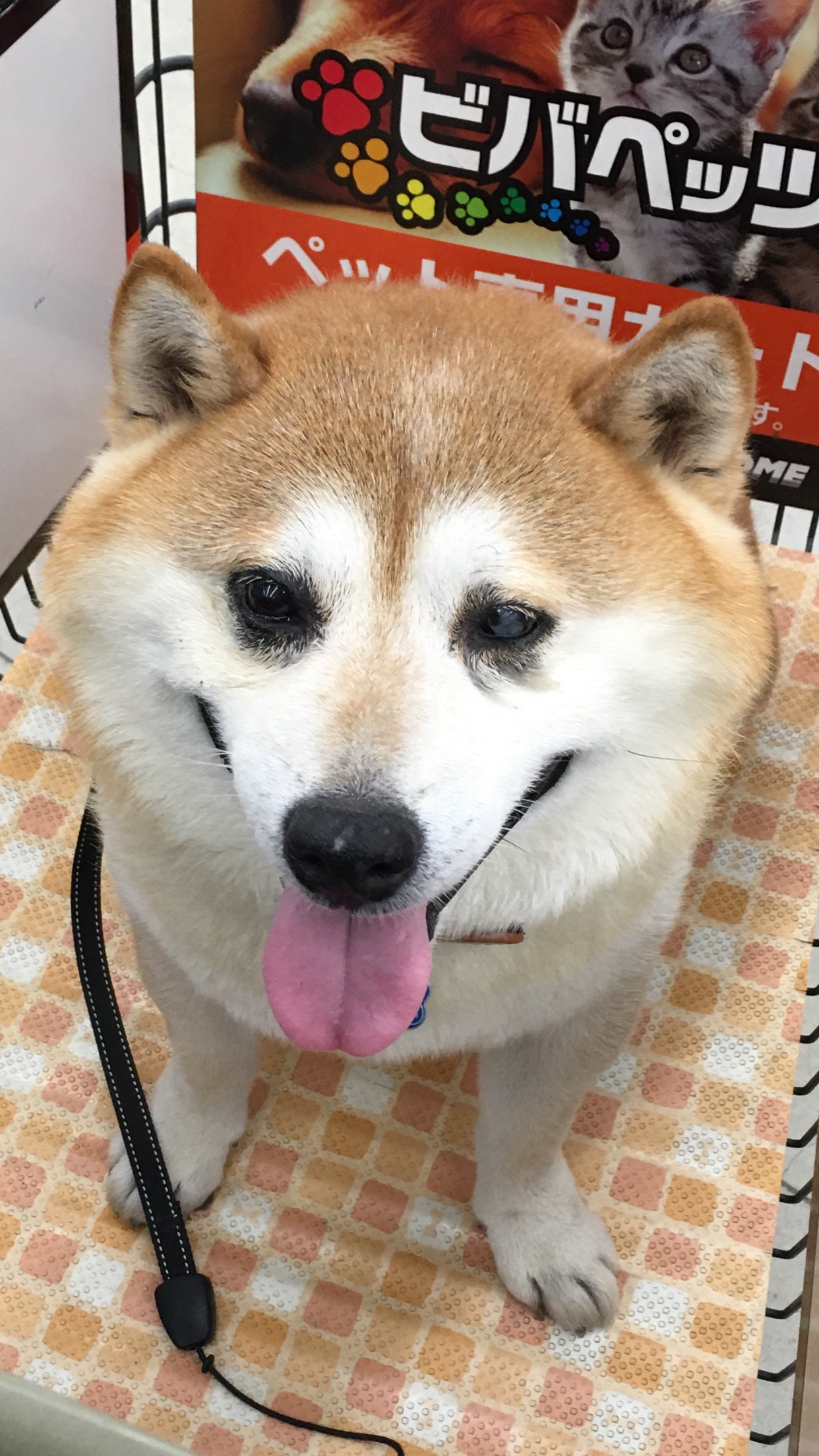 Amazon | ゾイック (ZOIC) スピーディワントリートメントシャンプーS 柴犬 250ml | ゾイック (ZOIC) | シャンプー 通販