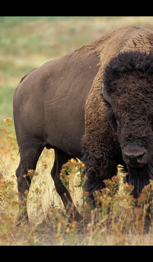 Buffalo Wallpapers