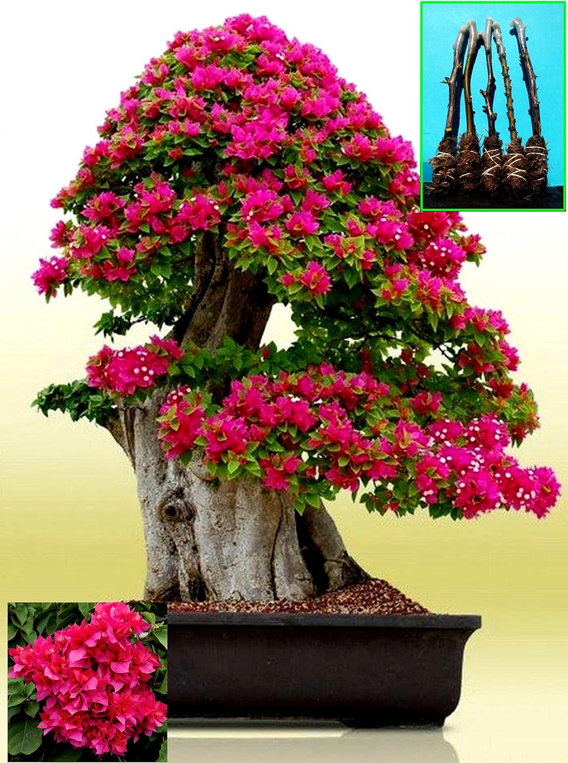 Amazon.com : 5 Green Bougainvillea"Mahara Magic" Tree Cutting : Patio ...
