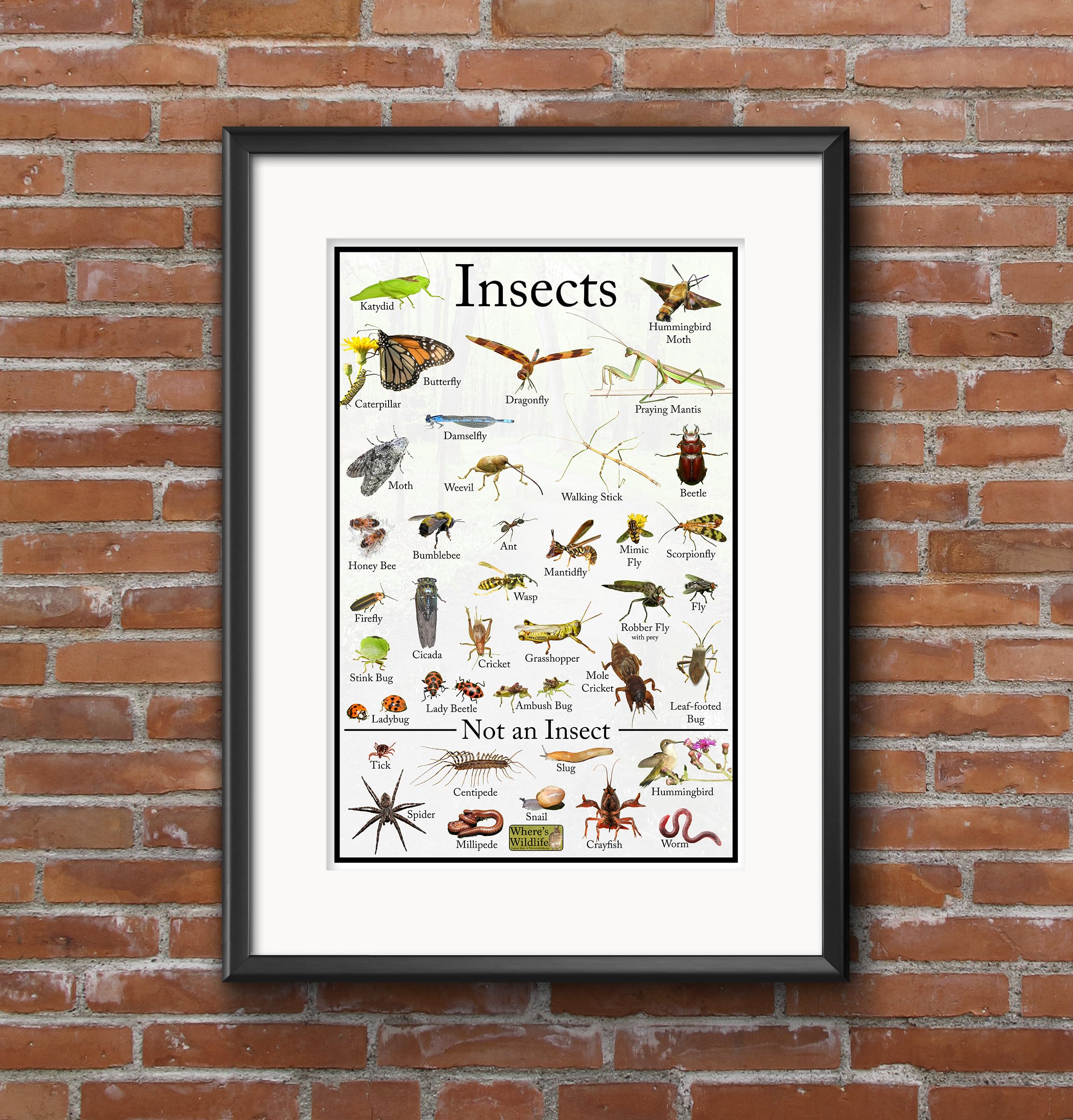 Insect Id Chart