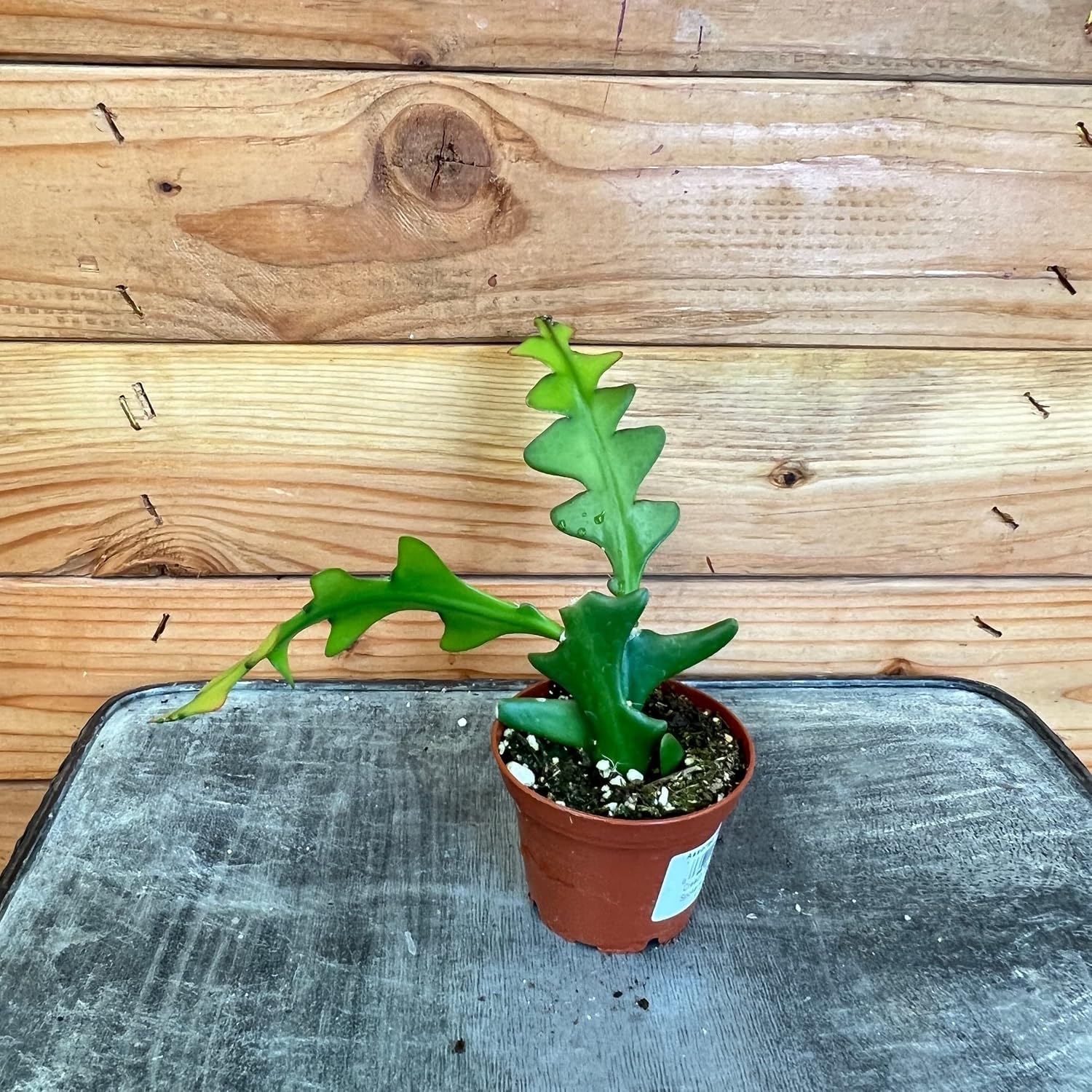 Amazon.com : Selenicereus Anthonyanus Fishbone Cactus, 2" Plant : Patio ...