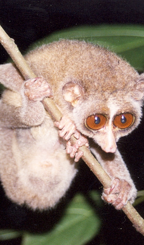 slow lori Wallpaper -- HD Wallpapers of slow loris! - App on Amazon ...