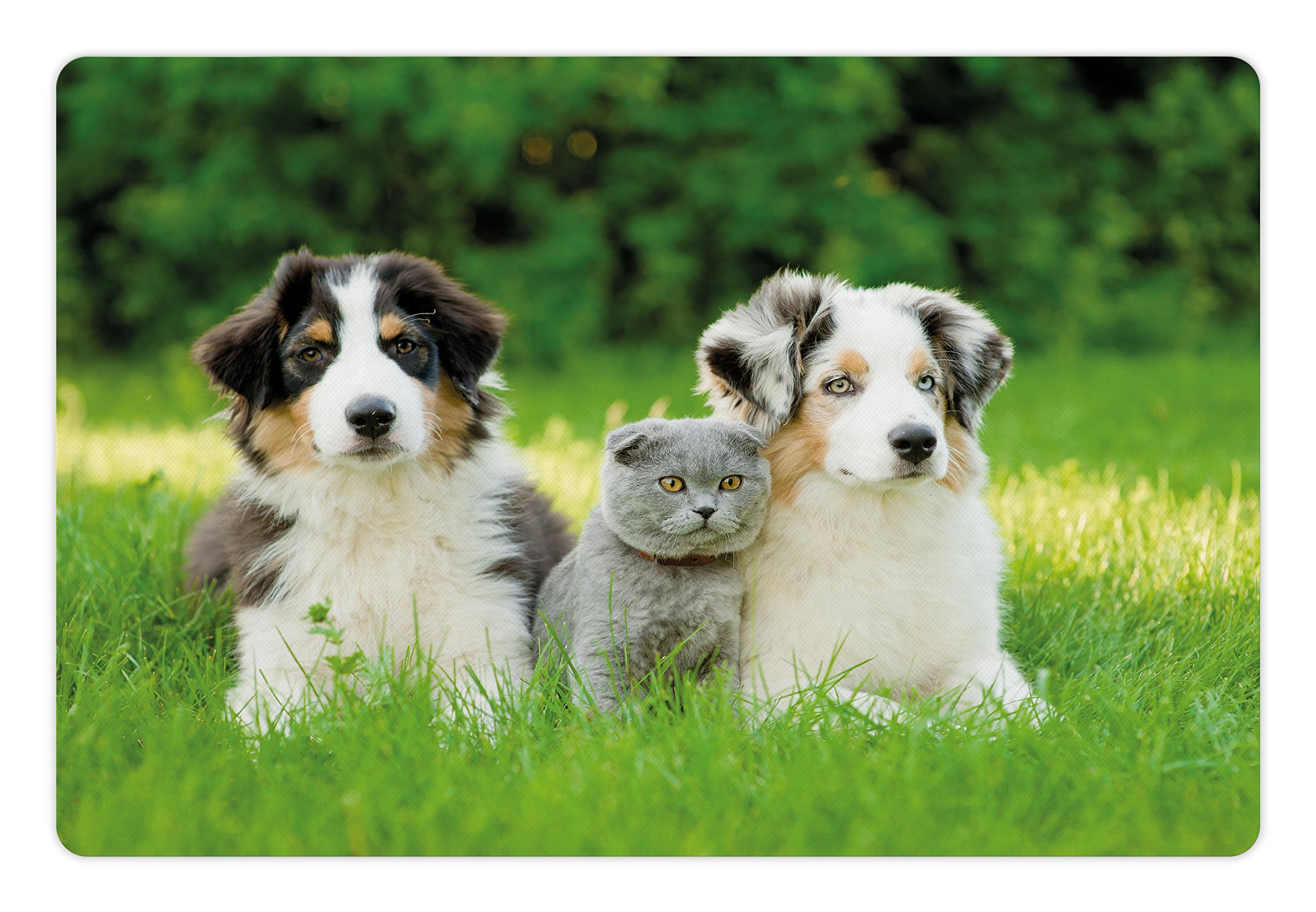 Are Mini Australian Shepherds Good With Cats