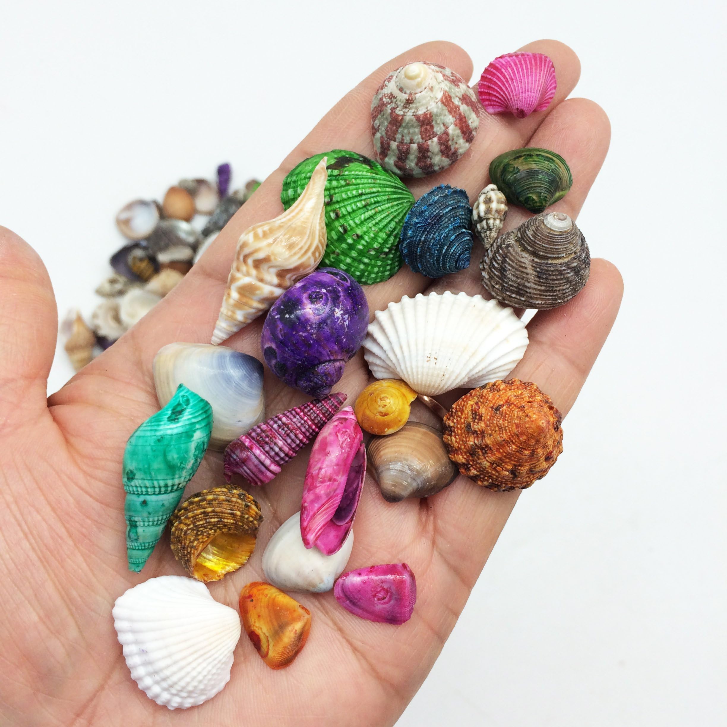 Amazon.com: PEPPERLONELY Telescopium Auger Sea Shells, 16 OZ Approx. 25 ...