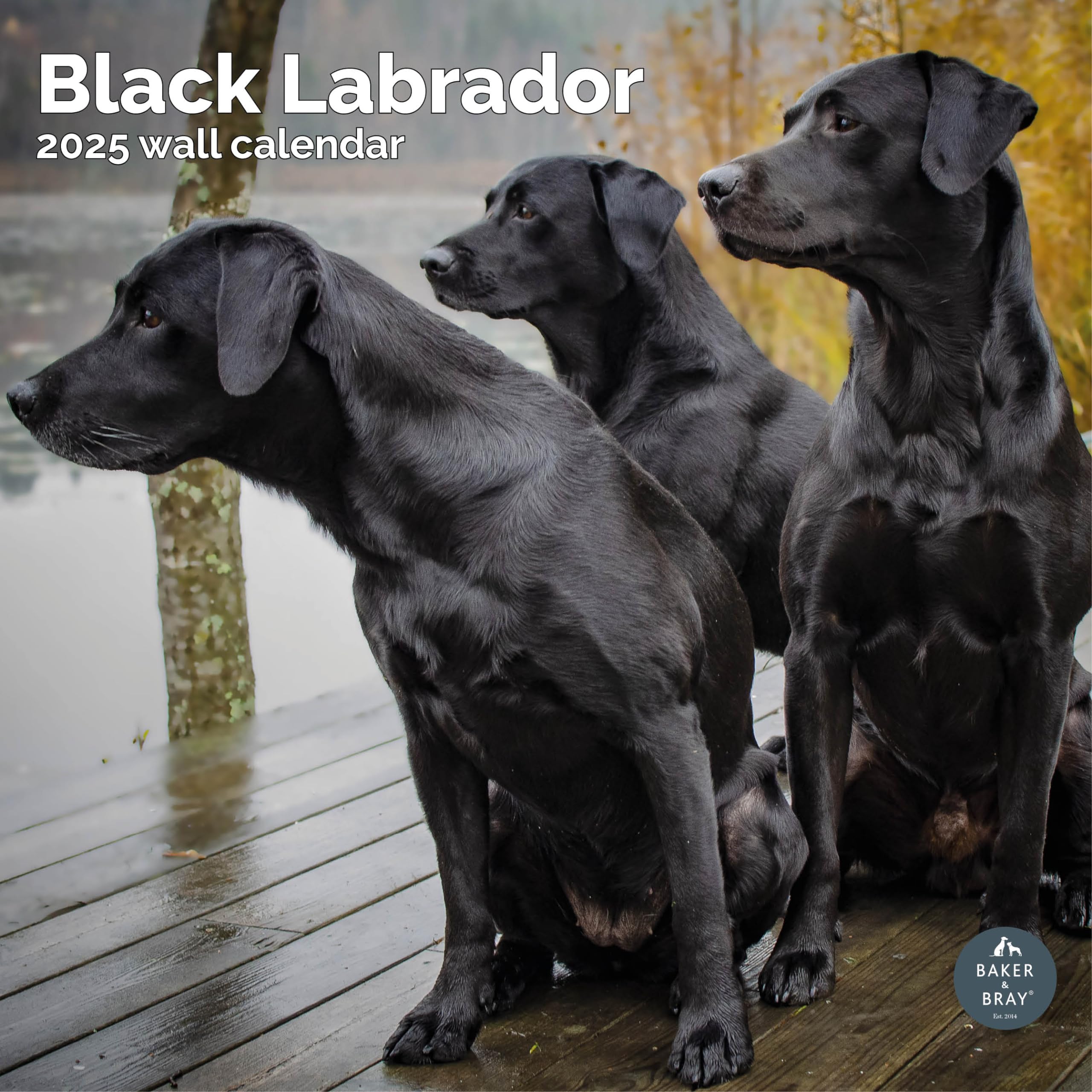 Baker and Bray Black Lab Calendar 2025, Large Square Wall Calendar, 16 Month, Black Lab Gift ...