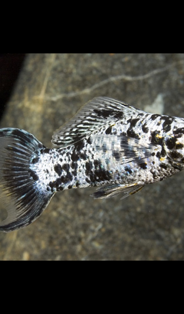 cute molly fish Wallpaper -- HD Wallpapers of cute molly fish! - App on ...