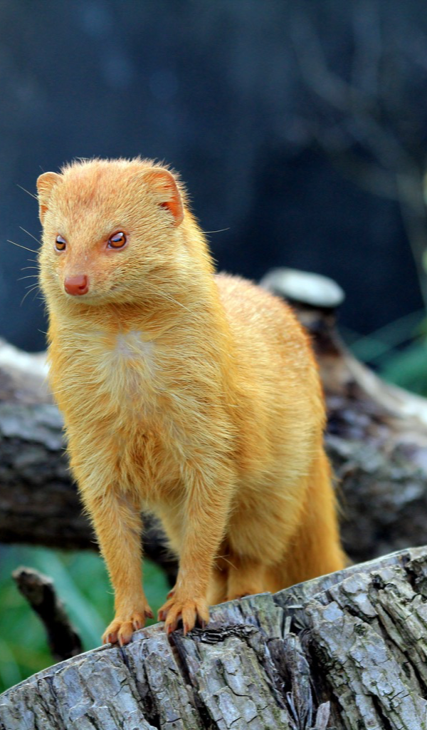 cute mongoose Wallpaper -- HD Wallpapers of cute mongoose! - App on ...