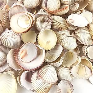 Amazon.com: Heyiwell 1LB(140pc+) Natural Clam Shell for Candle Making ...