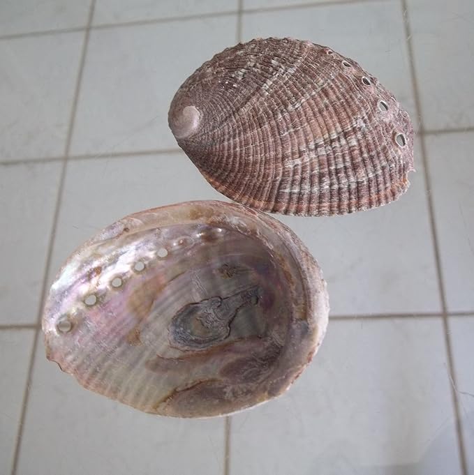 Amazon.com: Small Abalone Shell Burner: Incense Holders: Home & Kitchen