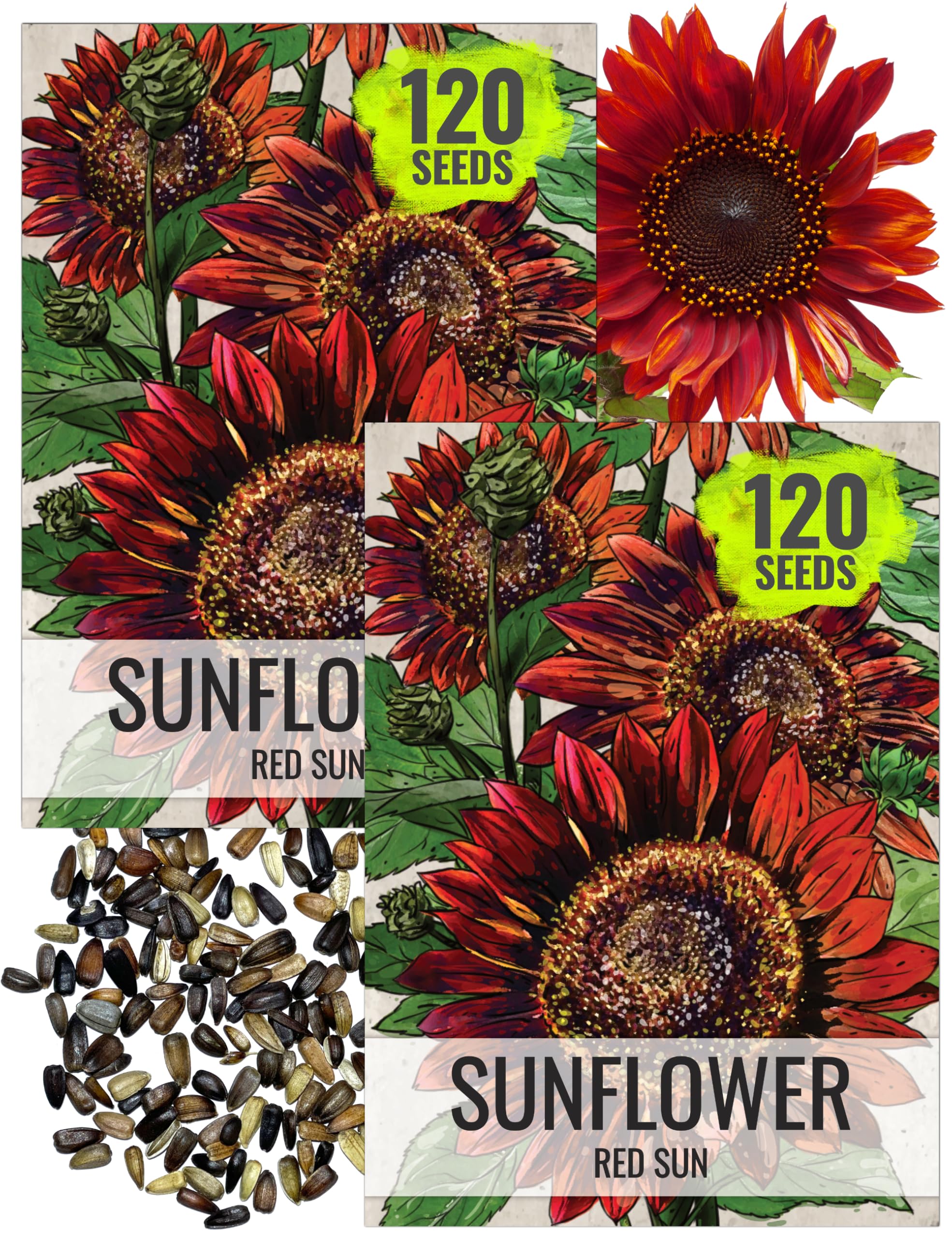 Red Sun Sunflower
