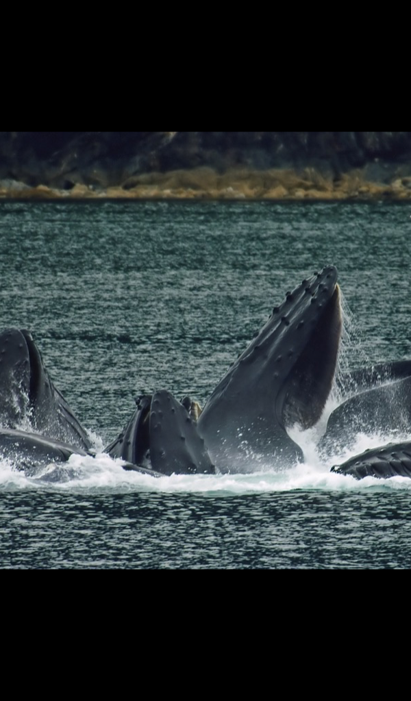 Humpback Whale Wallpaper -- HD Wallpapers of Humpback Whales! - App on ...