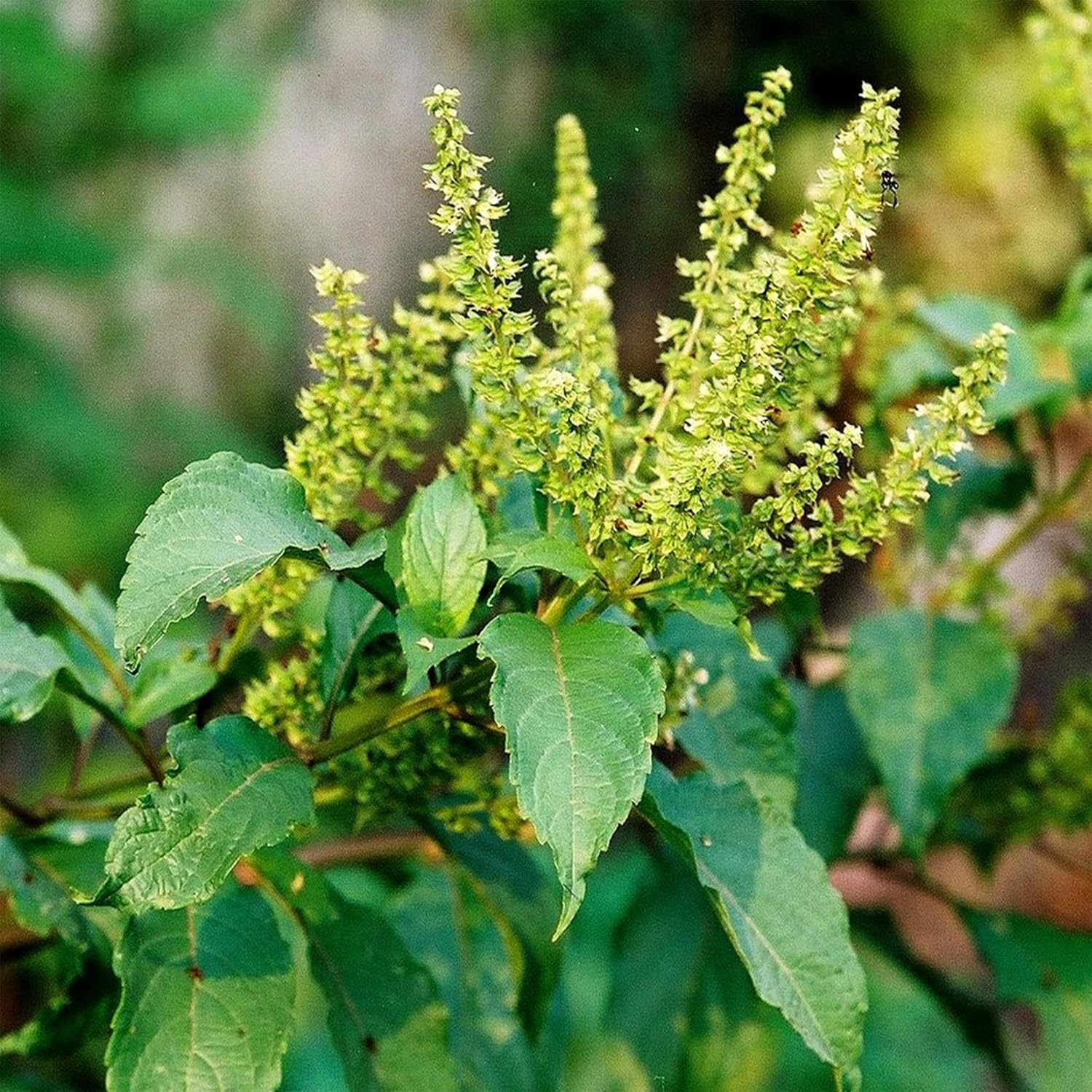 Amazon.com : Ocimum Gratissimum Ocimo West African Wild Clove Basil ...