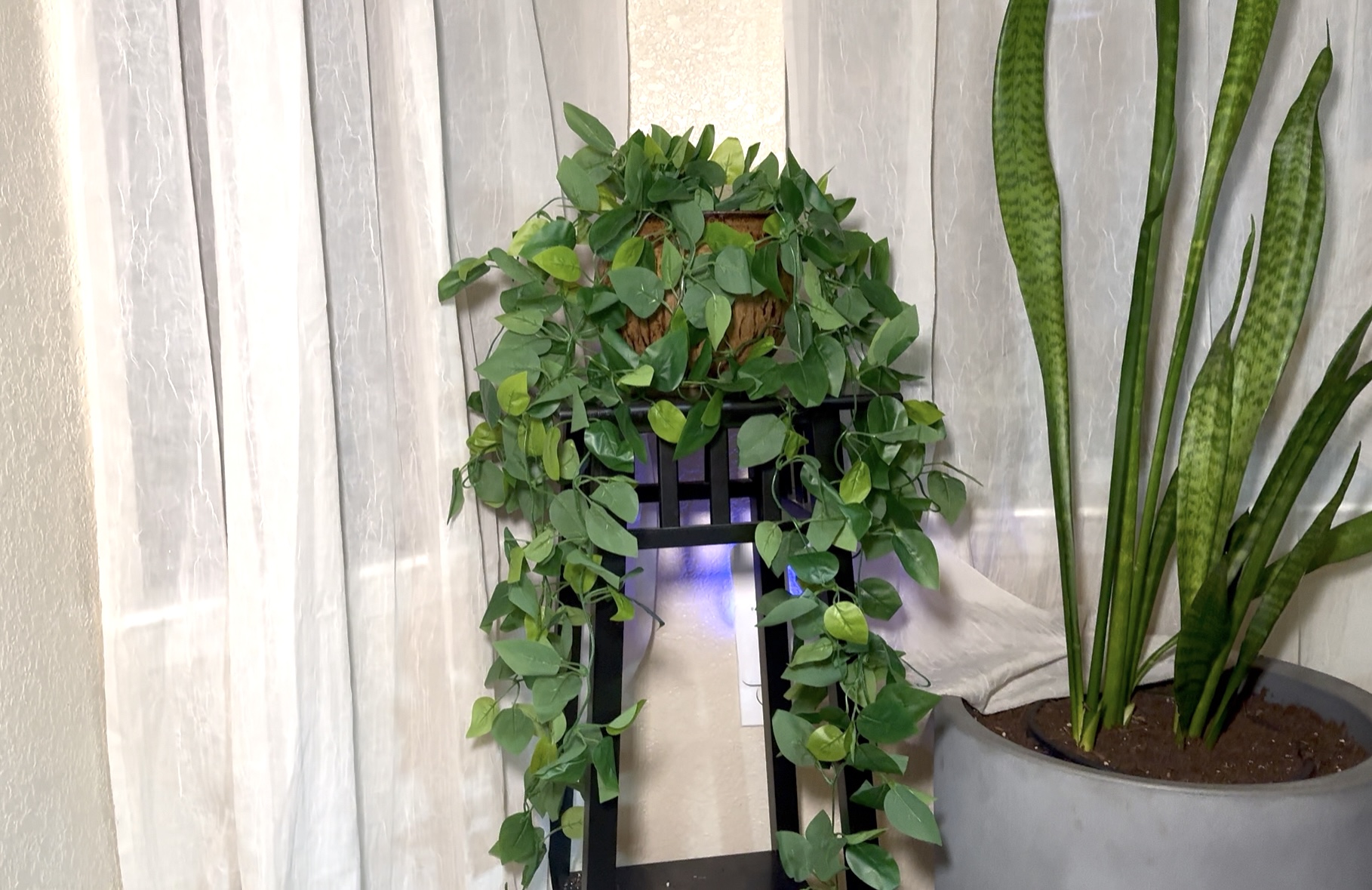 Watch Affordable realistic vines! Demo Review! on Amazon Live