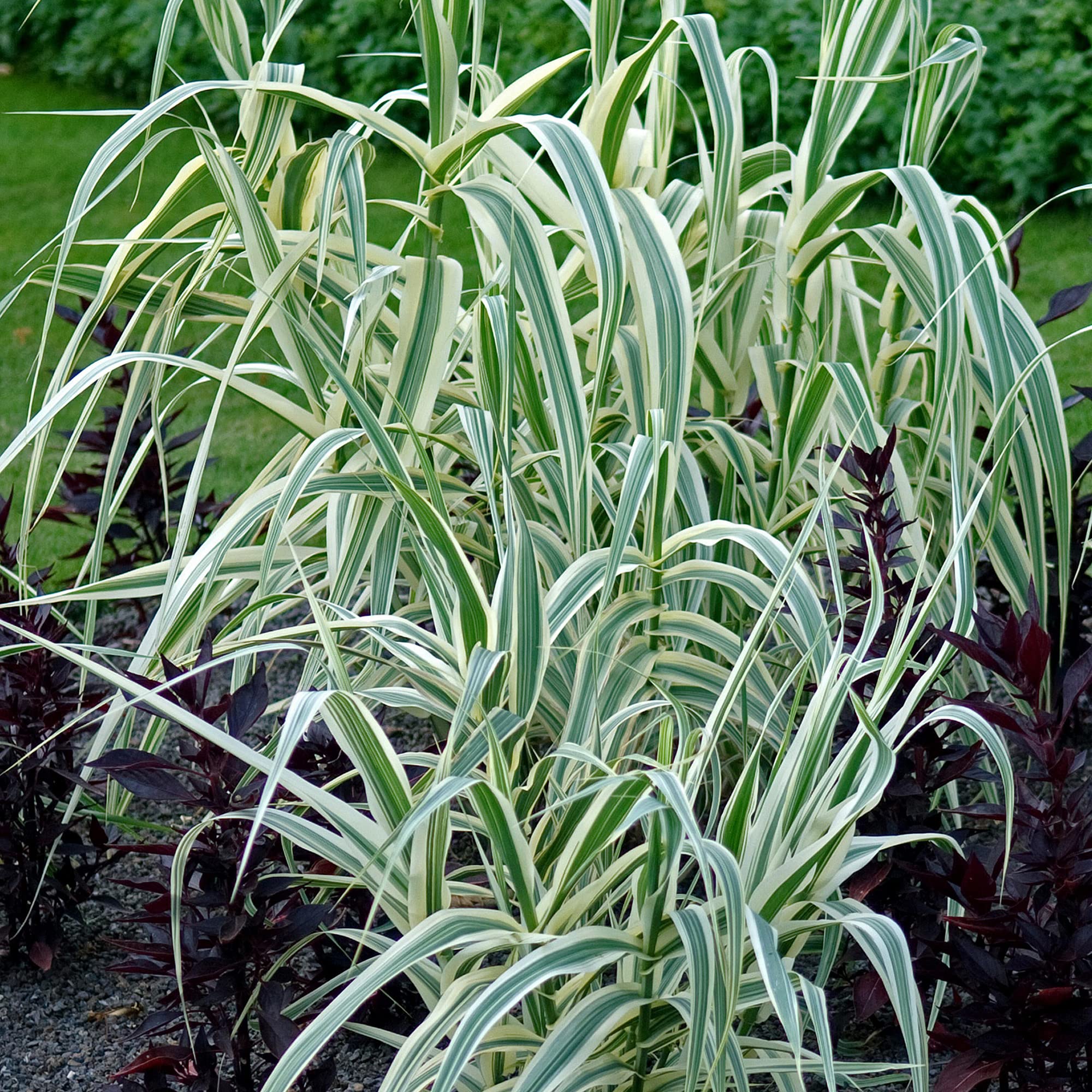 Variegated Ornamental Grass Arundo Ely | Garden Ready Plant