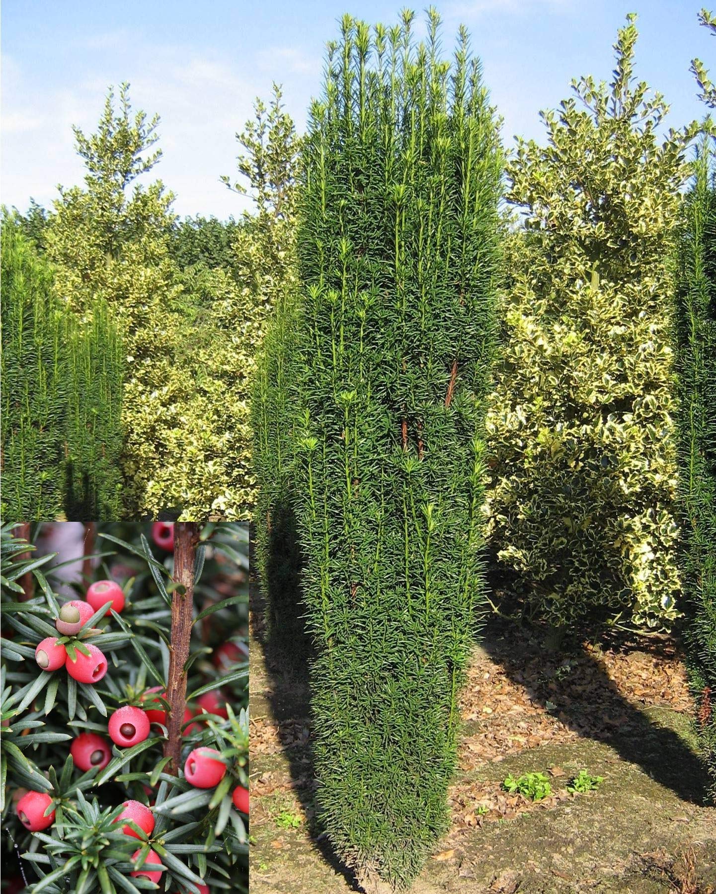 Taxus Baccata Fastigiata Robusta Column Yew Tree 50 60cm Supplied ...