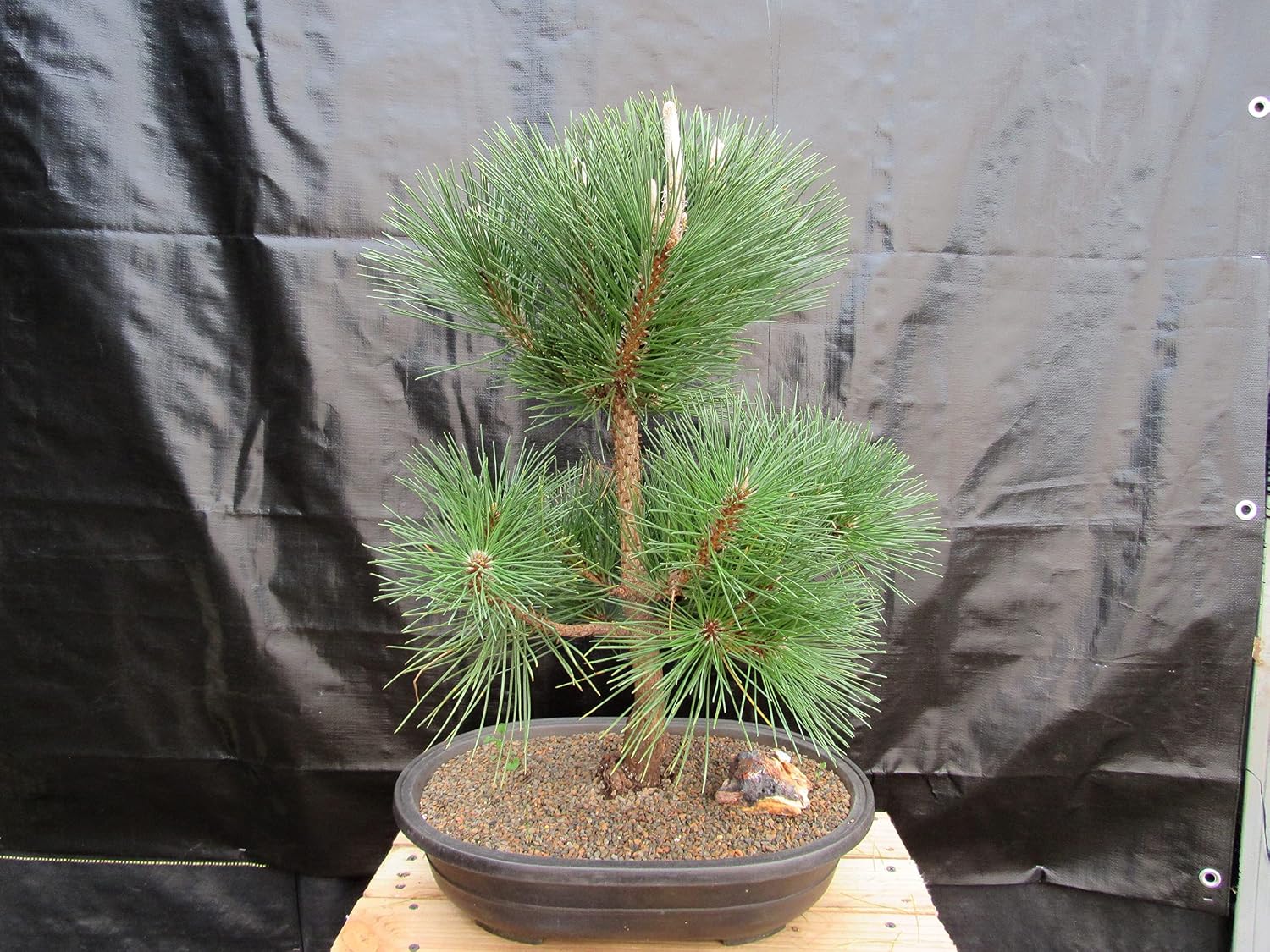 Amazon.com: 37 Year Old Japanese Black Pine Specimen Bonsai Tree ...